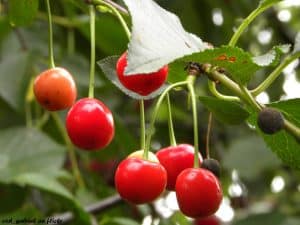 9 Fruit Trees to Grow in Indiana for Bountiful Harvests