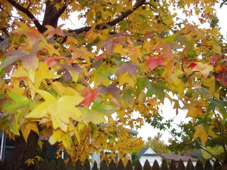 25 Most Common Types of Trees in Tennessee (Including Native)