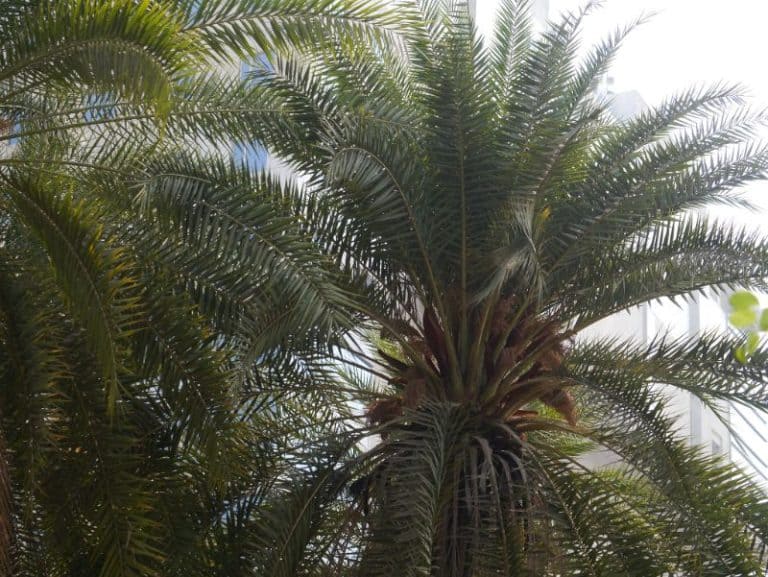 30 Types of Florida Palm Trees (Includes Native & Small)