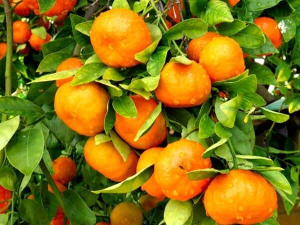 8 Best Varieties of Orange Trees to Grow in Texas (Delicious)