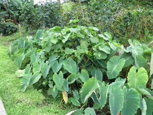 USDA Zone 11: Where is it? What to Plant? Tips to Success