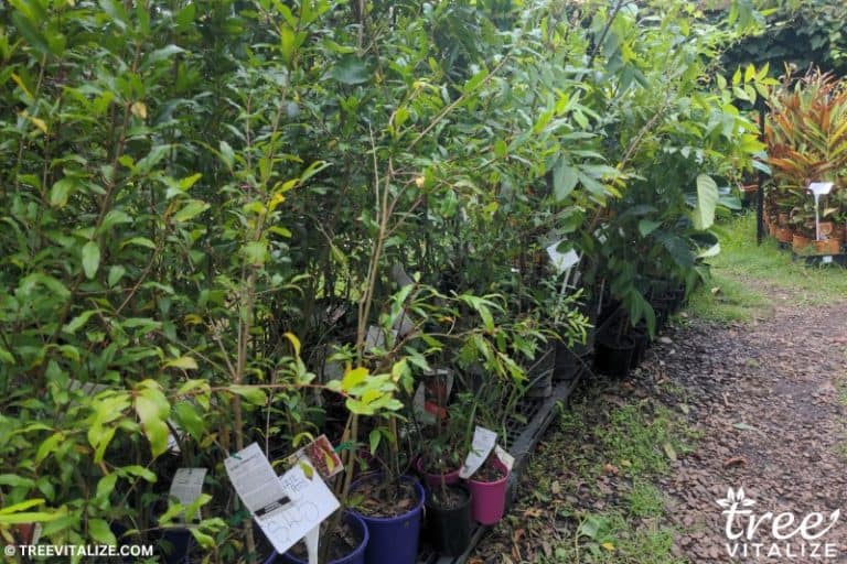 USDA Zone 12: Where is it? What to Plant? Tips to Success