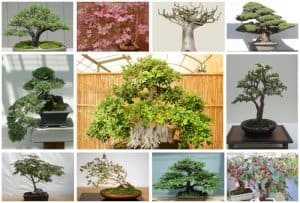 15 Different Types of Bonsai Trees (Common & Rare)
