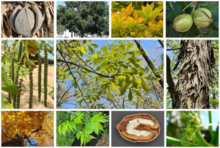15 Different Types of Pecan Trees & Identifying Features