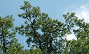 25 Most Common Types of Trees in Tennessee (Including Native)