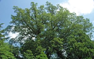 9 USDA Zone 9 Shade Trees (Add Coolness to Your Home & Yard)