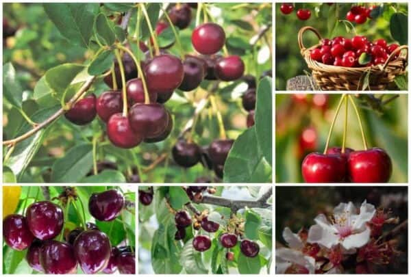 7 Types of Fruit Trees That Will Thrive in Kansas