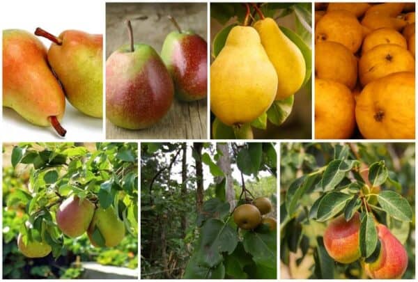 6 Best Fruit Trees To Plant & Grow In Alabama