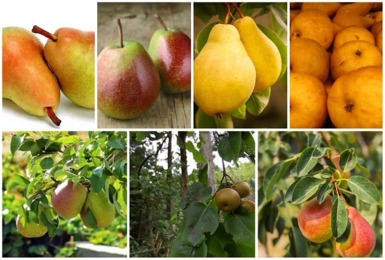 7 Best Varieties of Pear Trees to Grow in Florida