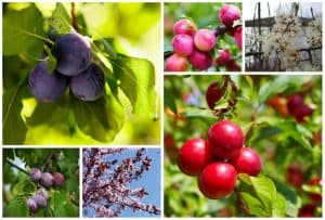 USDA Zone 4: Where is it? What to Plant? Tips to Success