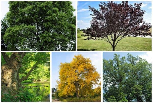 9 USDA Zone 9 Shade Trees (Add Coolness to Your Home & Yard)