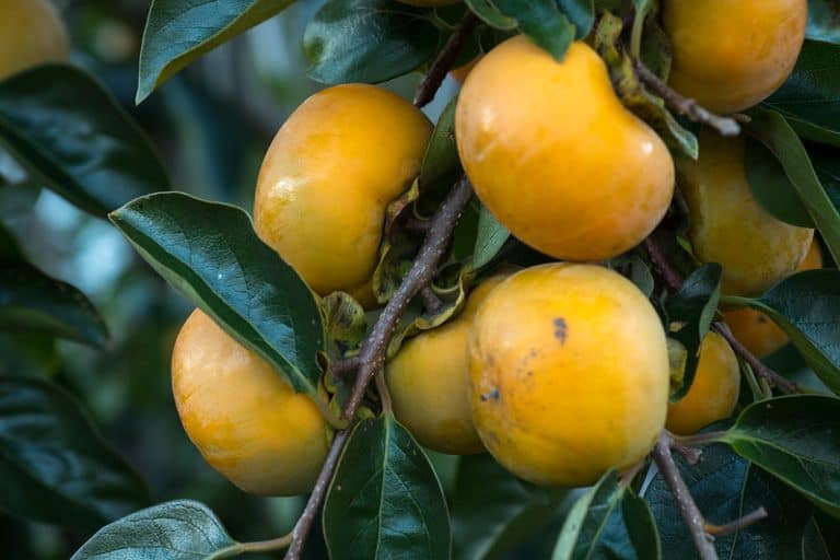 9 Fruit Trees to Grow in Indiana for Bountiful Harvests
