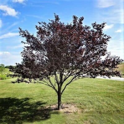 5 USDA Zone 4 Shade Trees For Your Garden or Landscape