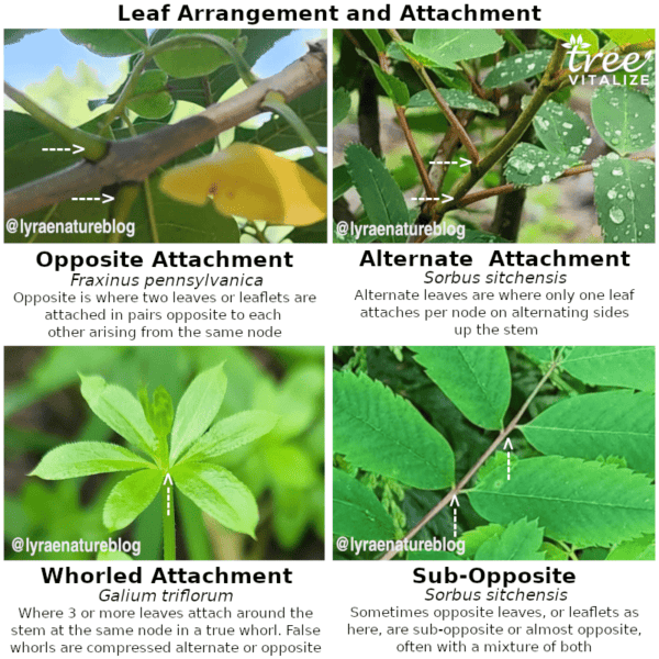 18 Different Types of Ash Trees & Their Identifying Features