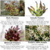 18 Different Types of Ash Trees & Their Identifying Features