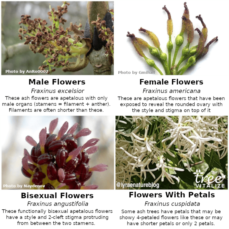 18 Different Types of Ash Trees & Their Identifying Features