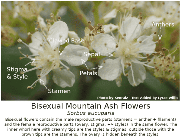 18 Different Types of Ash Trees & Their Identifying Features