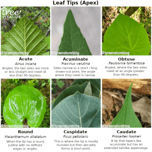 18 Different Types of Ash Trees & Their Identifying Features