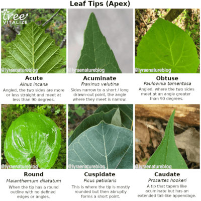 18 Different Types of Ash Trees & Their Identifying Features