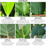 18 Different Types of Ash Trees & Their Identifying Features