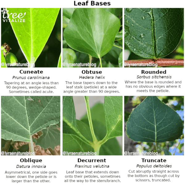 18 Different Types of Ash Trees & Their Identifying Features