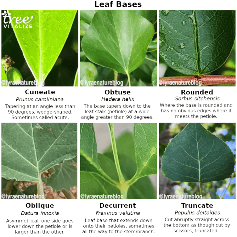 18 Different Types of Ash Trees & Their Identifying Features