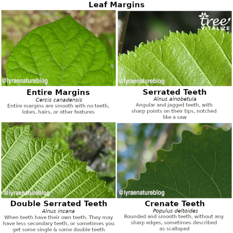 18 Different Types of Ash Trees & Their Identifying Features
