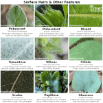 18 Different Types of Ash Trees & Their Identifying Features