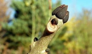 18 Different Types of Ash Trees & Their Identifying Features