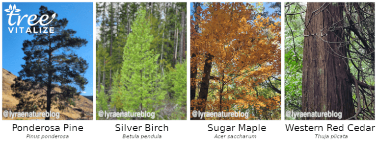 What Difference Can One Tree Make?