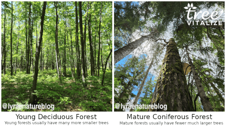 What Difference Can One Tree Make?