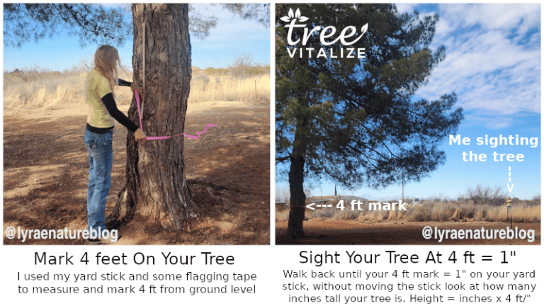 What Difference Can One Tree Make?