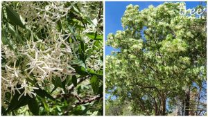 18 Different Types of Ash Trees & Their Identifying Features