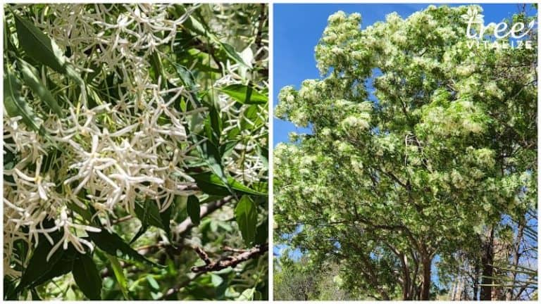 18 Different Types of Ash Trees & Their Identifying Features
