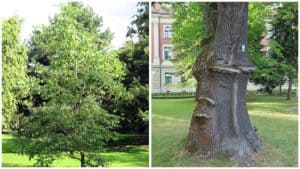 18 Different Types of Ash Trees & Their Identifying Features
