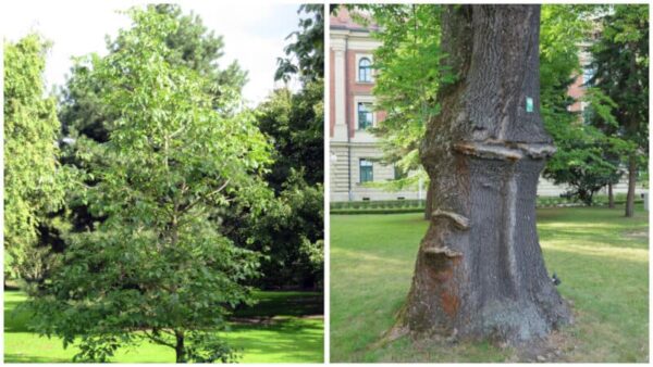 18 Different Types of Ash Trees & Their Identifying Features