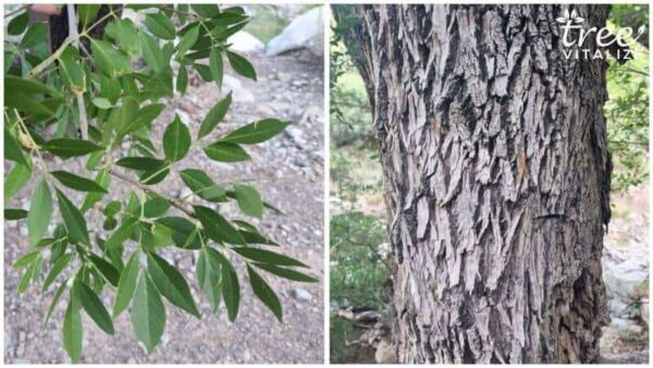 18 Different Types of Ash Trees & Their Identifying Features