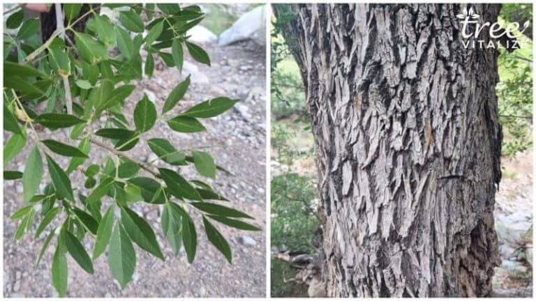 18 Different Types of Ash Trees & Their Identifying Features