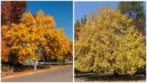 18 Different Types of Ash Trees & Their Identifying Features