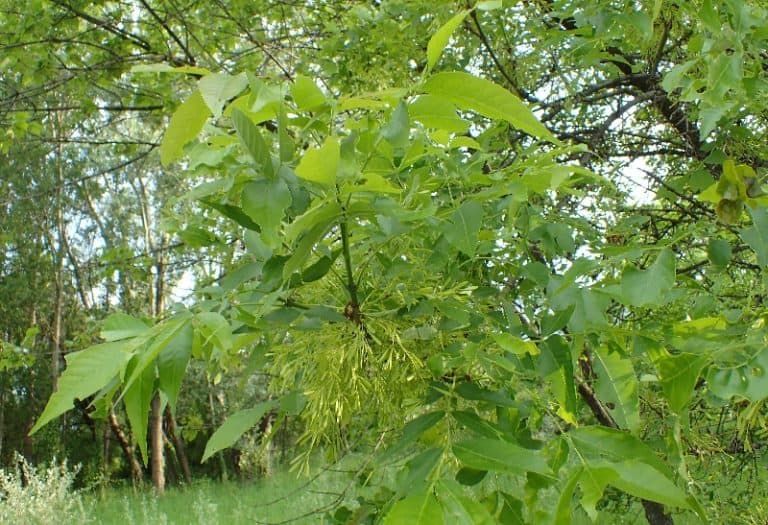 18 Different Types of Ash Trees & Their Identifying Features