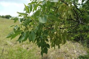 18 Different Types of Ash Trees & Their Identifying Features