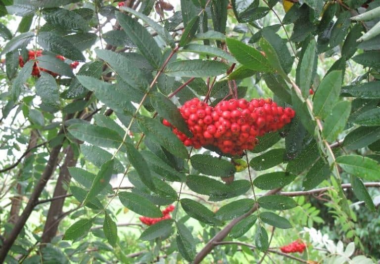 18 Different Types of Ash Trees & Their Identifying Features