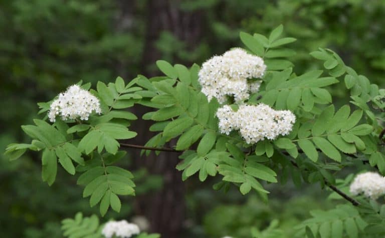 18 Different Types of Ash Trees & Their Identifying Features