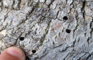 18 Different Types of Ash Trees & Their Identifying Features