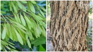 18 Different Types of Ash Trees & Their Identifying Features