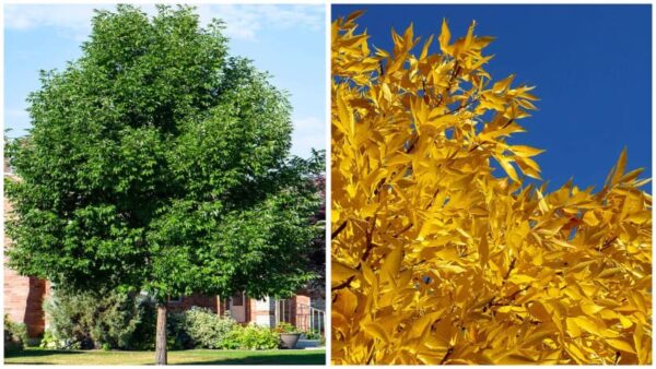 18 Different Types of Ash Trees & Their Identifying Features