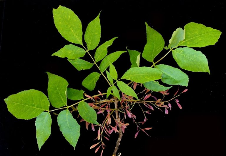 18 Different Types of Ash Trees & Their Identifying Features