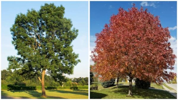 18 Different Types of Ash Trees & Their Identifying Features