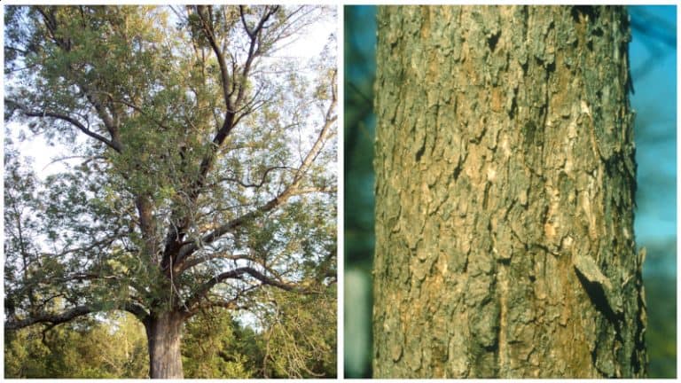 18 Different Types of Ash Trees & Their Identifying Features