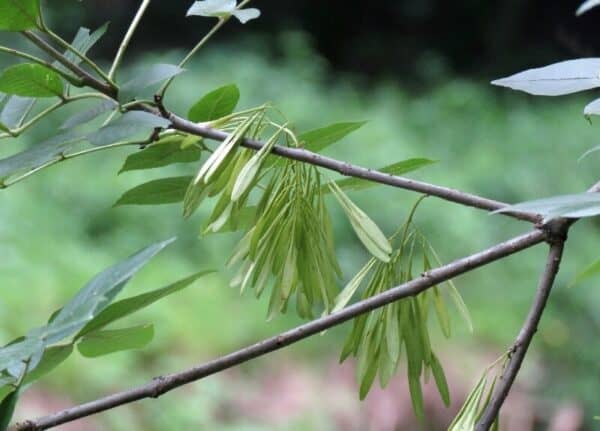 18 Different Types of Ash Trees & Their Identifying Features